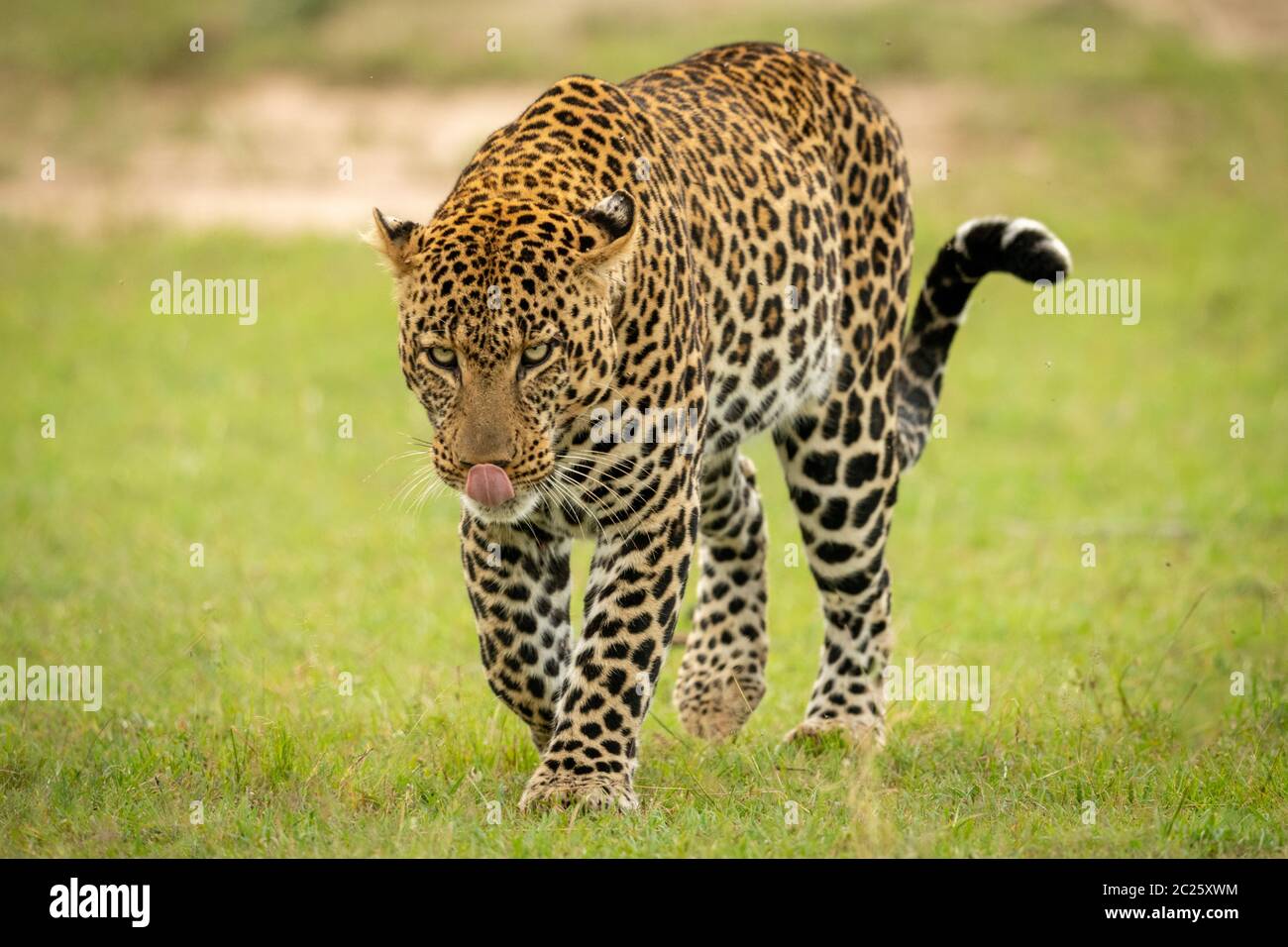 Male leopard walks across grass licking nose Stock Photo - Alamy