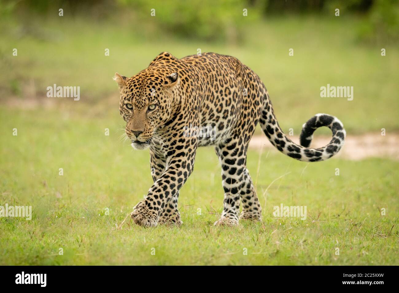 Male leopard crosses grass with curled tail Stock Photo - Alamy
