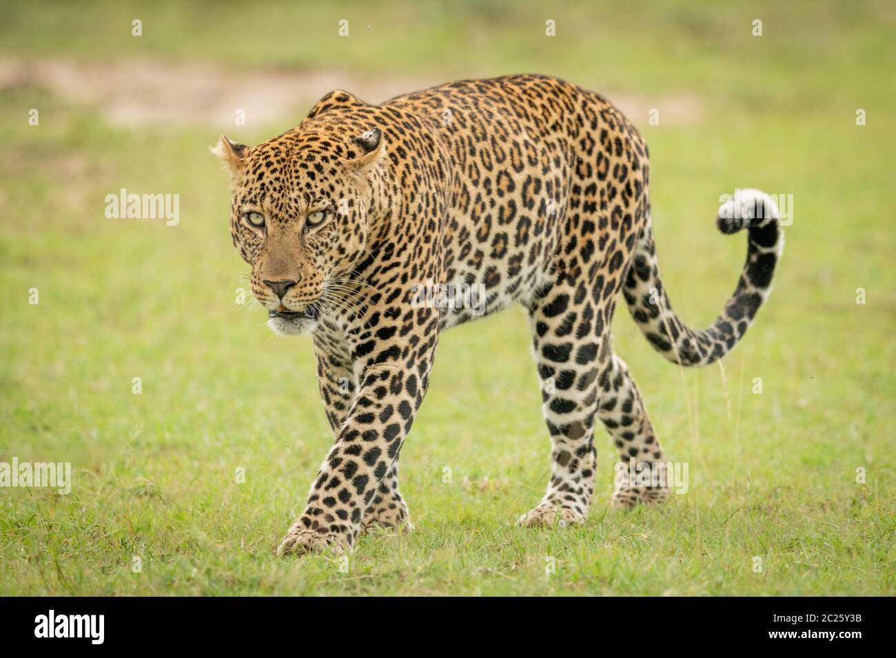 Tail curling hi-res stock photography and images - Alamy