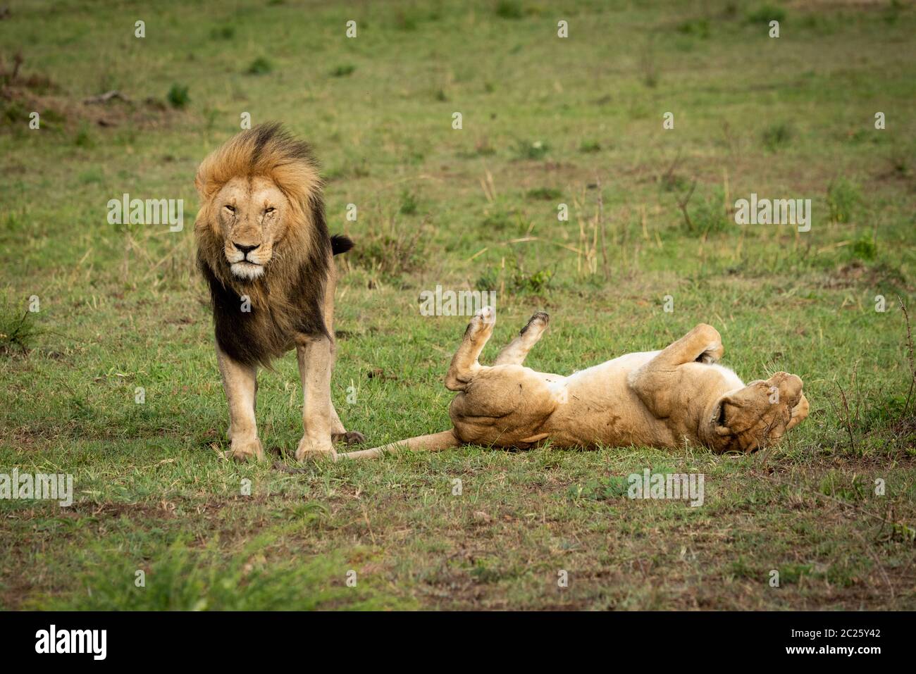 Lion stands over lioness rolling on back Stock Photo - Alamy