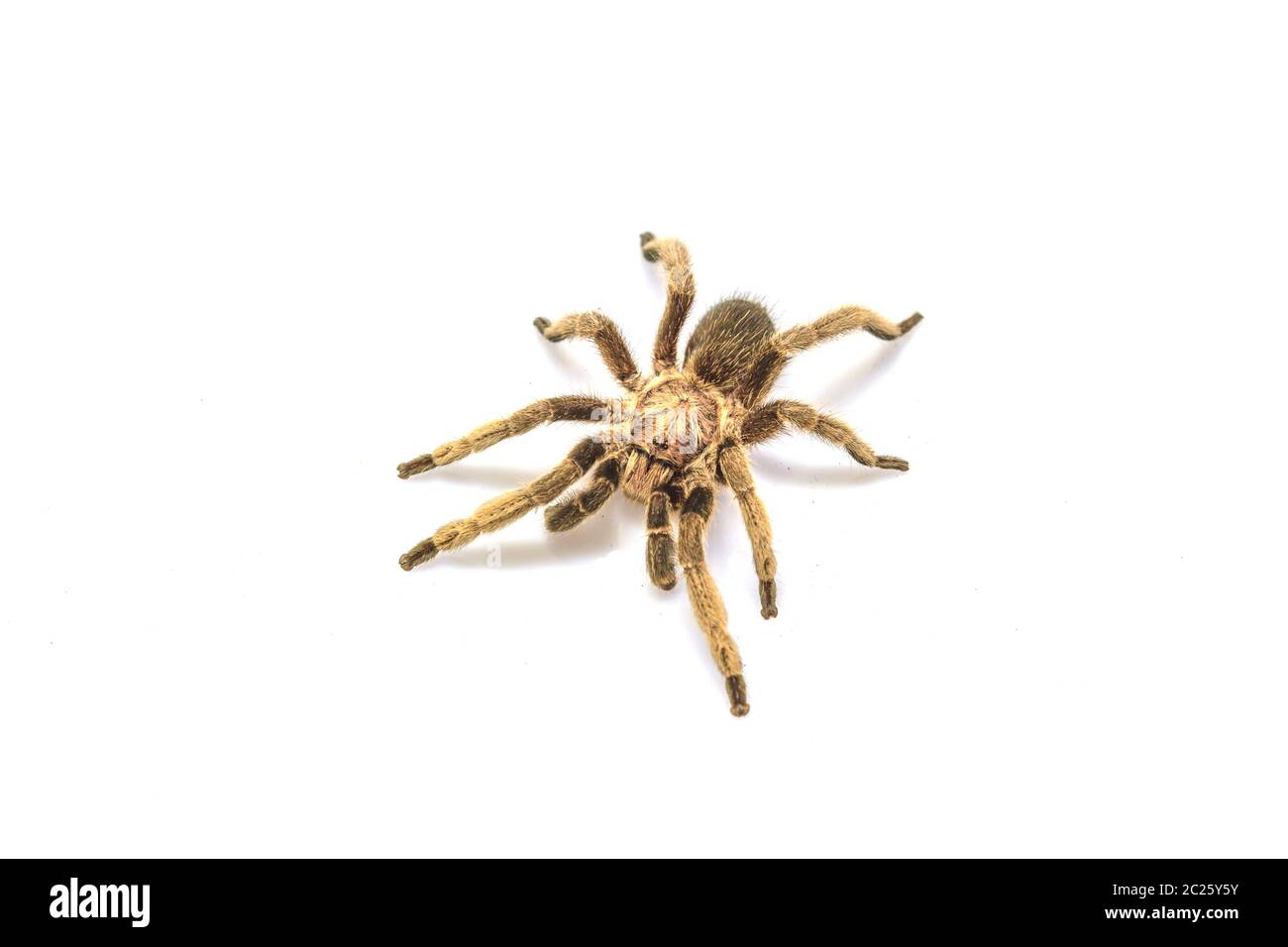 close up Tarantula Isolated on white Background Stock Photo - Alamy