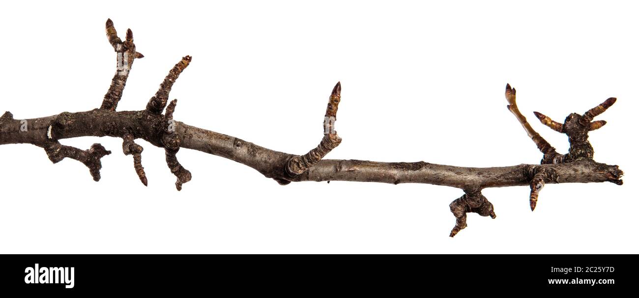 dry cracked pear tree branch. isolated on white Stock Photo - Alamy