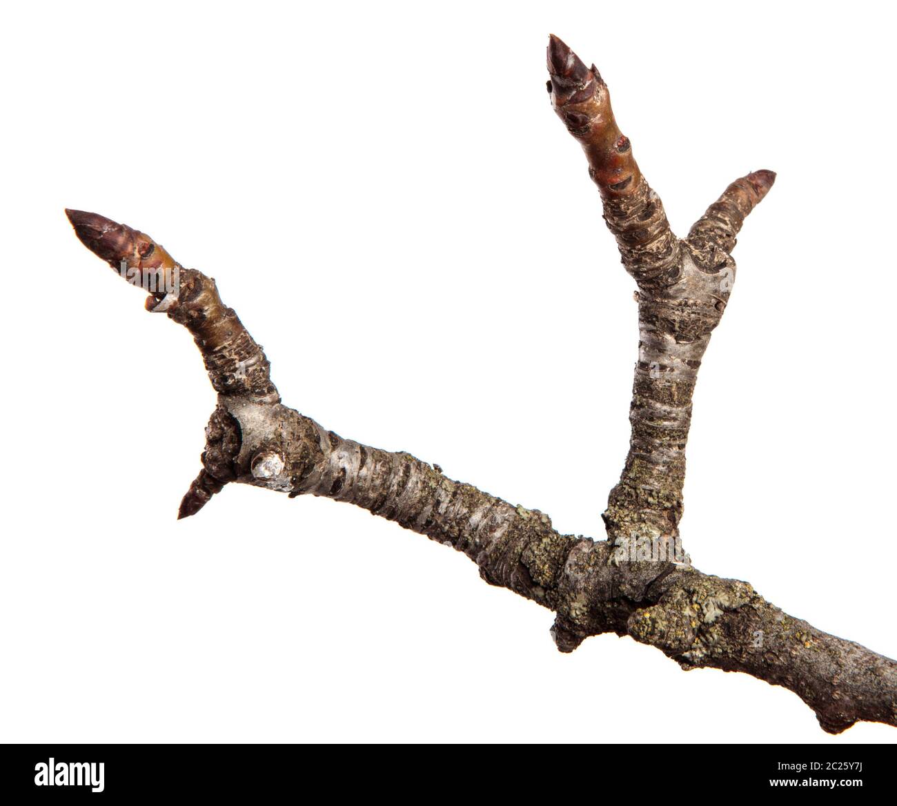 dry cracked pear tree branch. isolated on white Stock Photo - Alamy