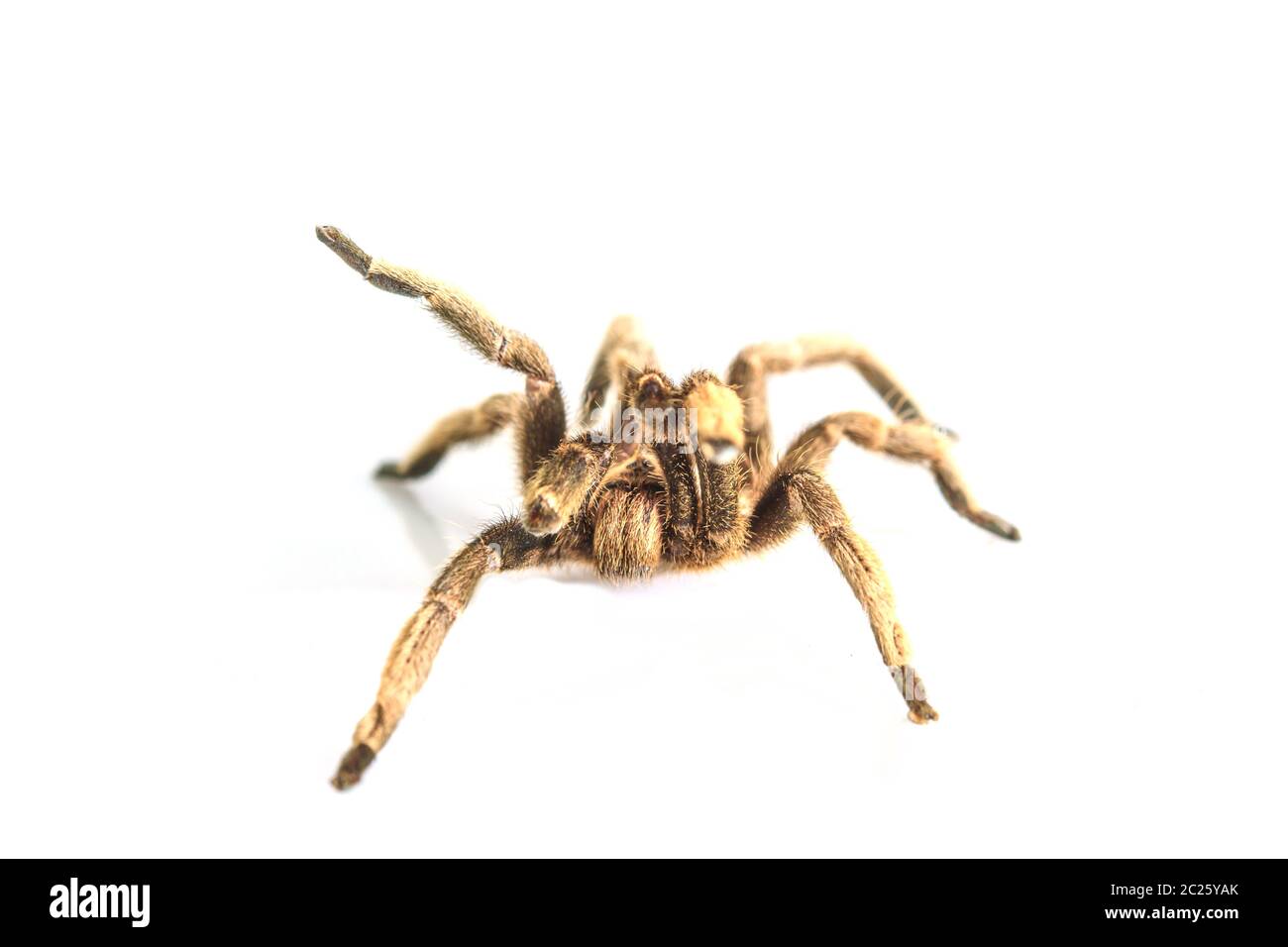 close up Tarantula Isolated on white Background Stock Photo - Alamy