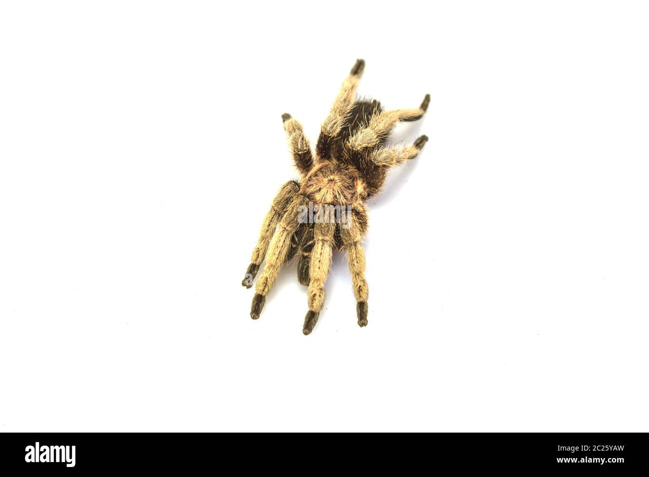close up Tarantula Isolated on white Background Stock Photo - Alamy