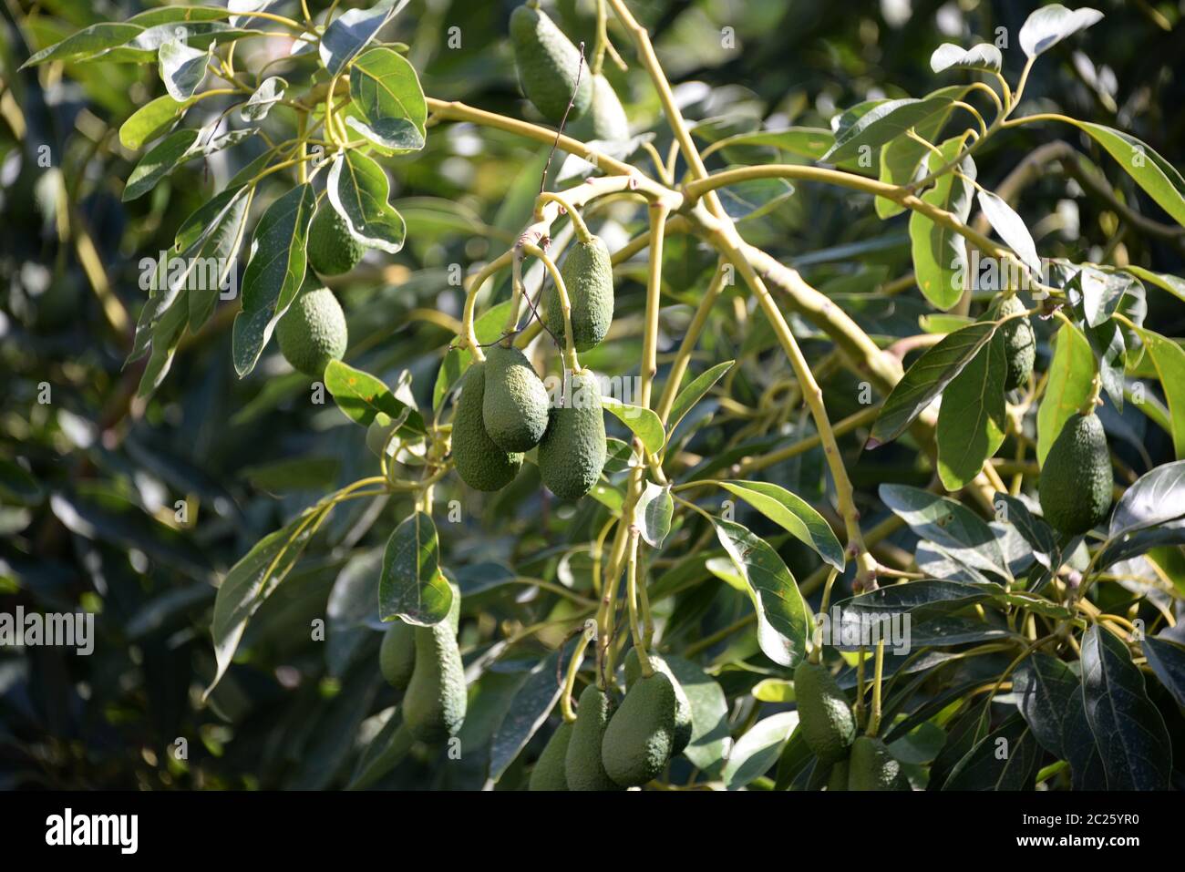 Avocados on the tree in the province of Alicante, Costa Blanca, Spain ...
