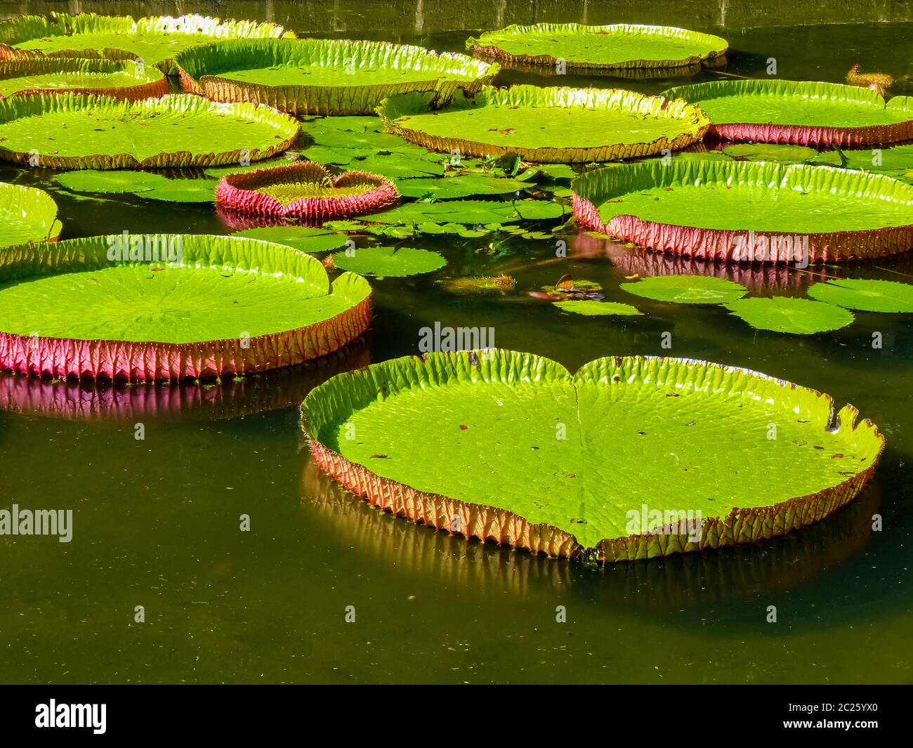 Sir Seewoosagur Ramgoolam Botanical Garden in Pamplemousses, Mauritius ...