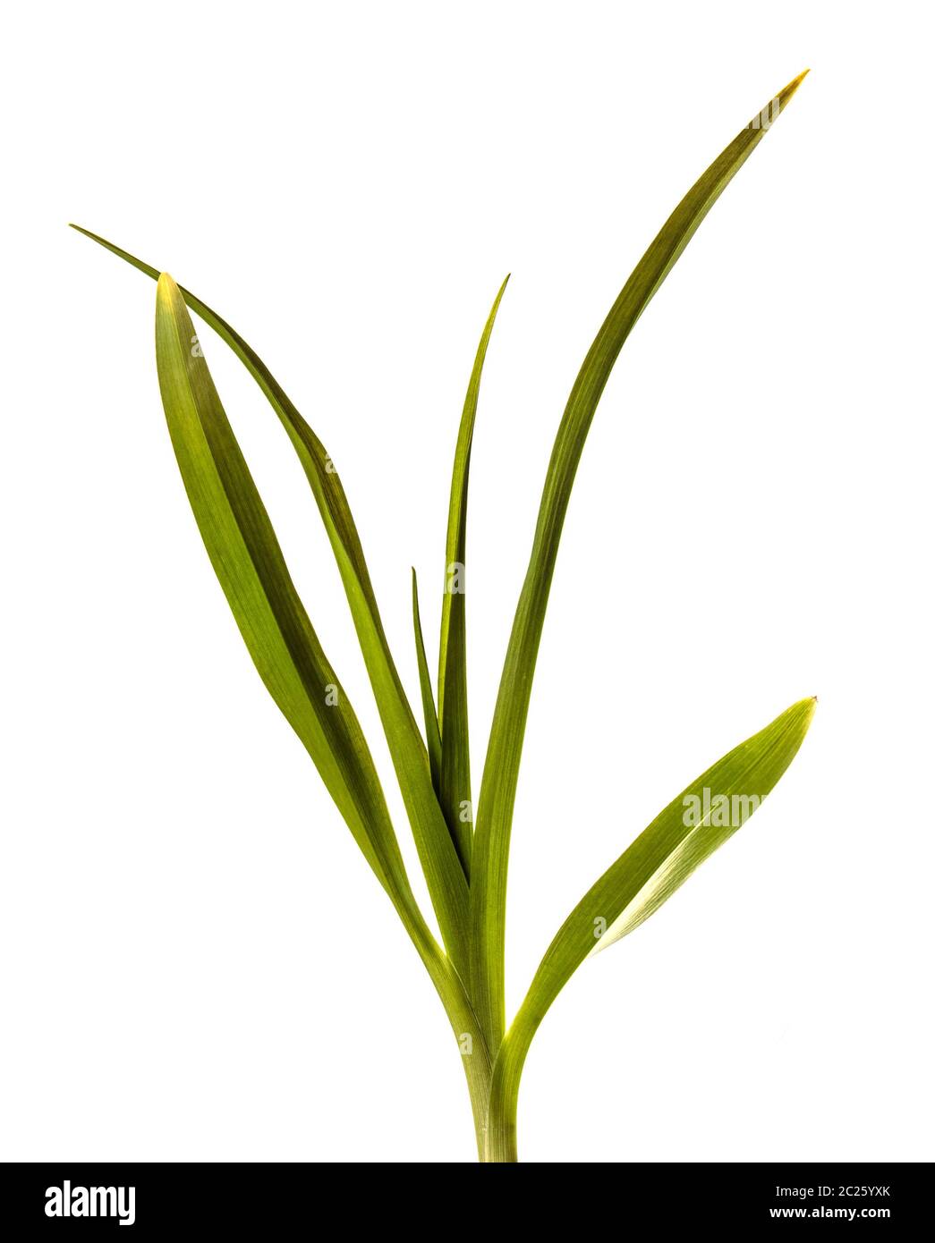 young sprouts of daylily flowers. green leaves. isolated on white Stock ...