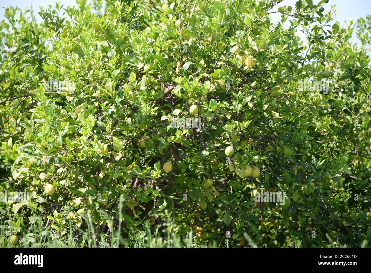 yellow lemons at the lemon tree on the balearic island mallorca, spain ...