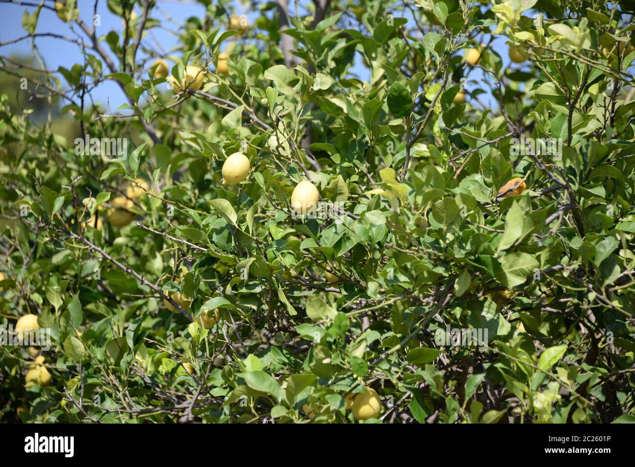 yellow lemons at the lemon tree on the balearic island mallorca, spain ...