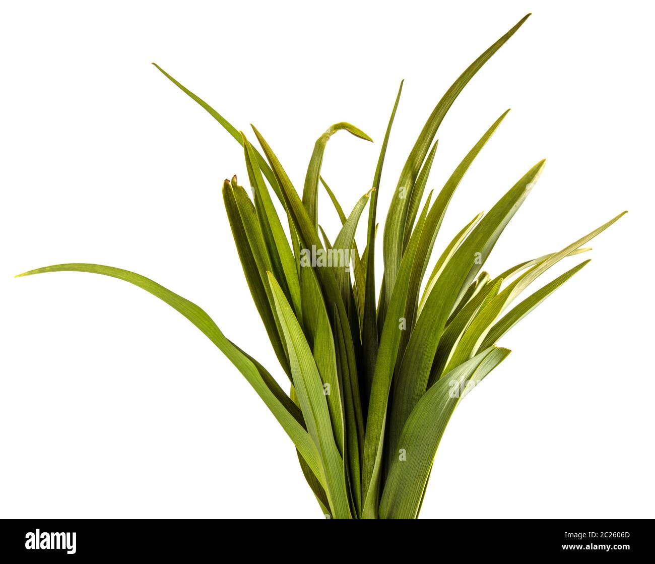 young sprouts of daylily flowers. green leaves. isolated on white Stock ...