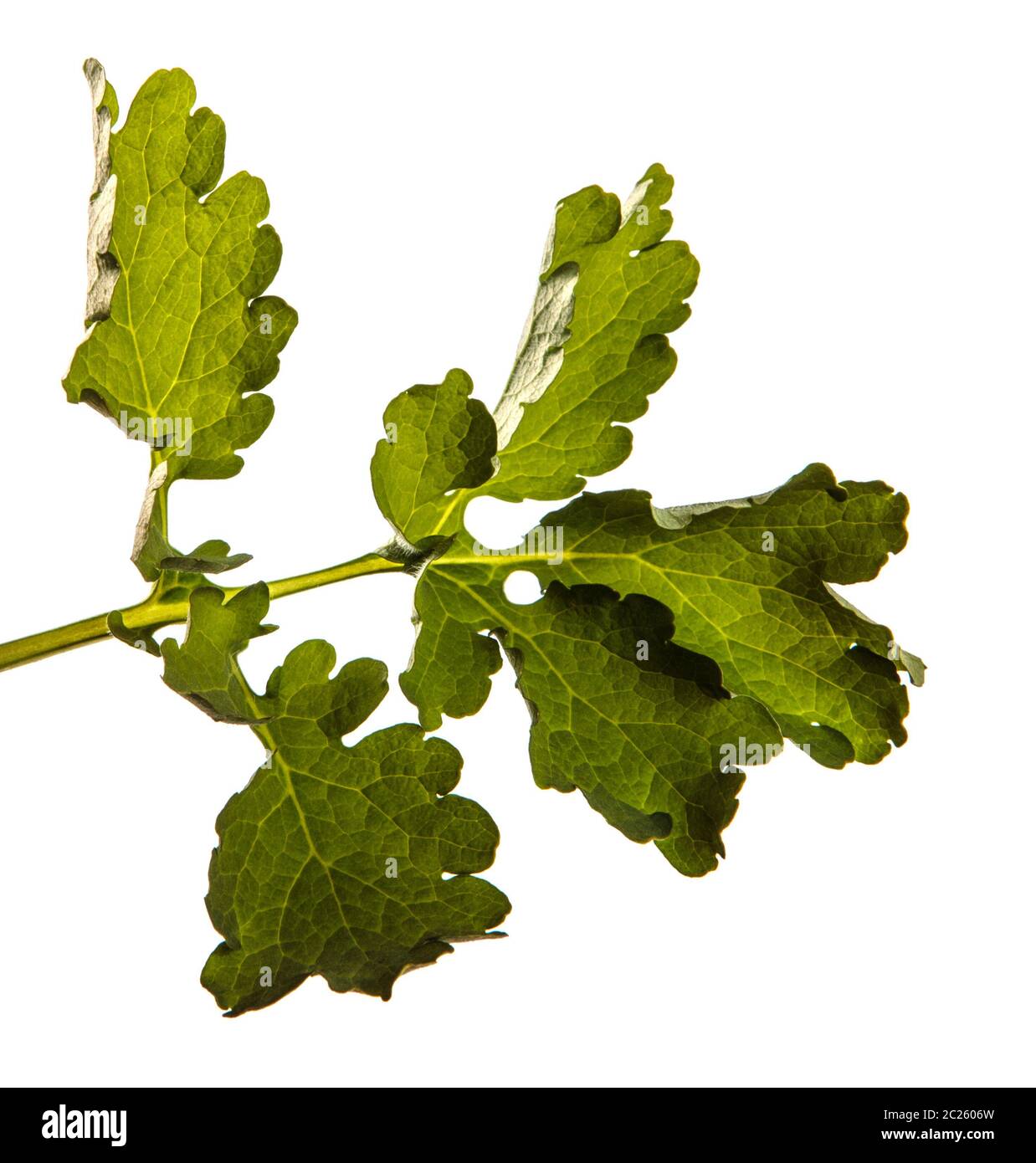 green leaf celandine. isolated on white Stock Photo - Alamy