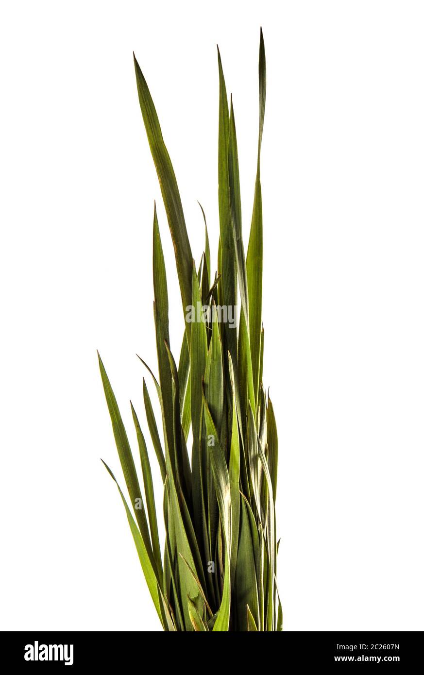 Bundle green young spring hi-res stock photography and images - Alamy