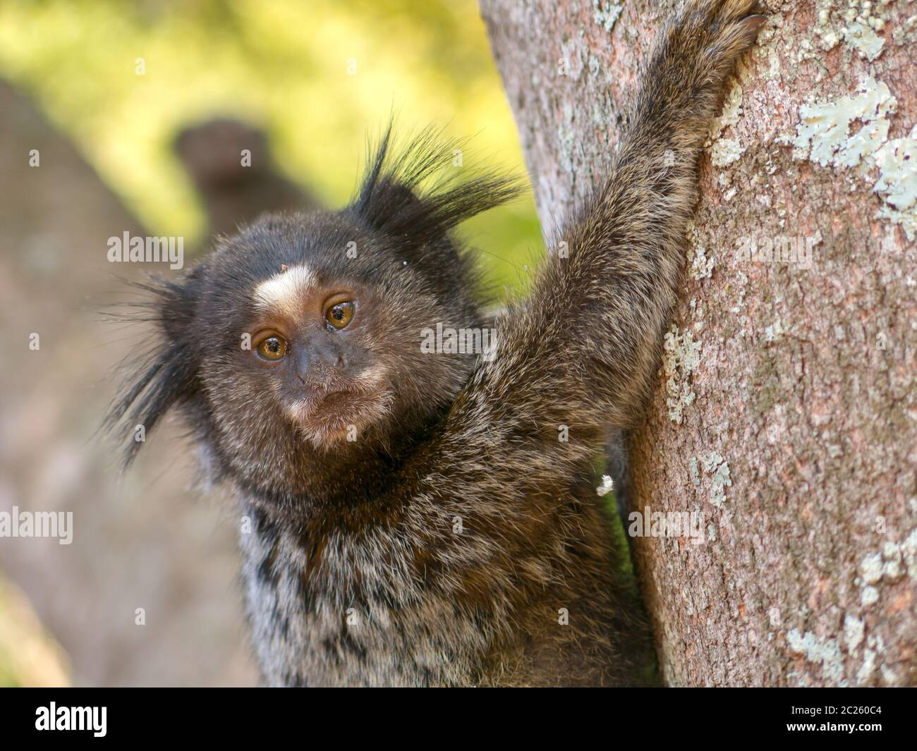 Mico monkey hi-res stock photography and images - Alamy
