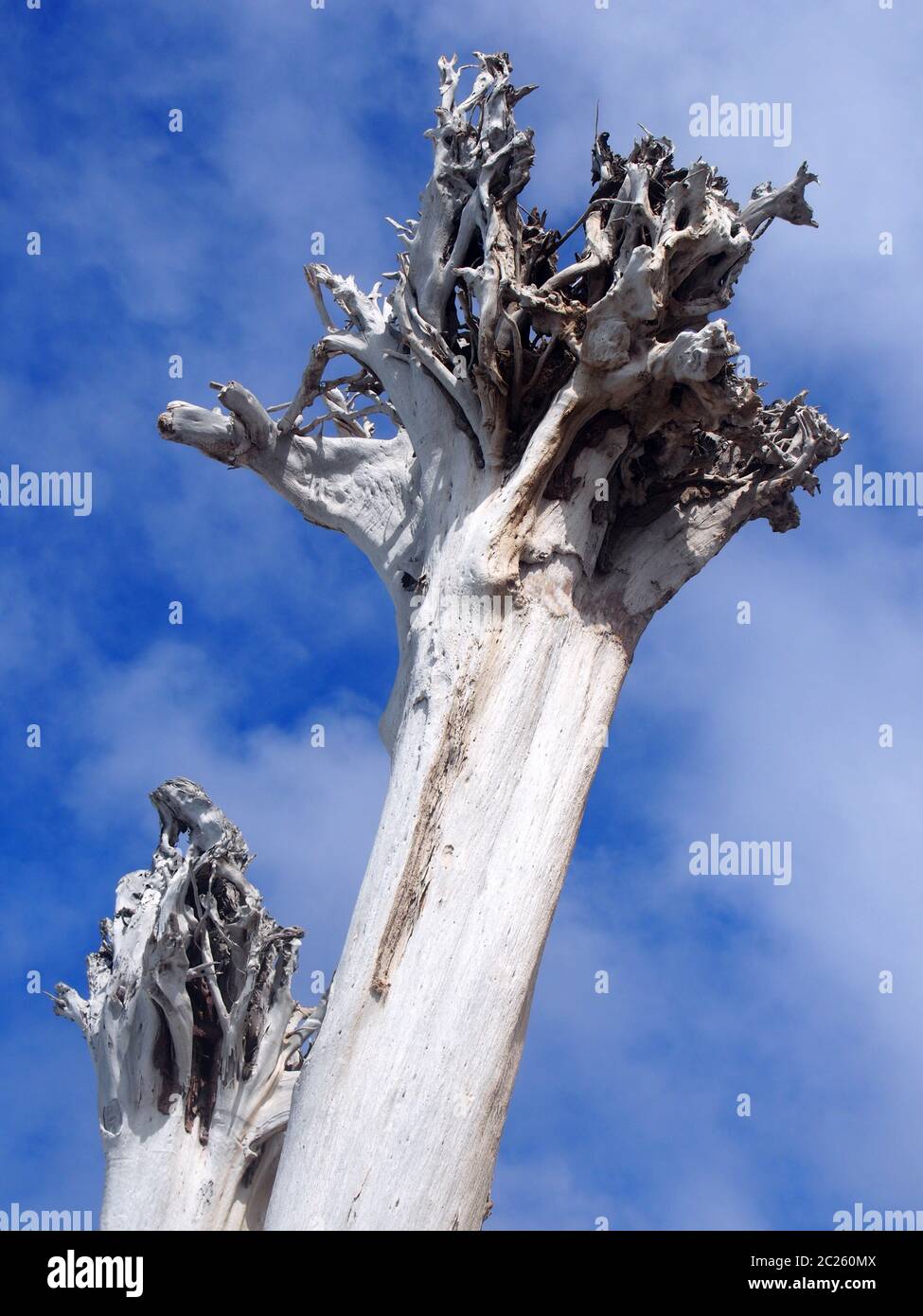 two tall stark white dead trees trees in bright sunlight against clouds ...