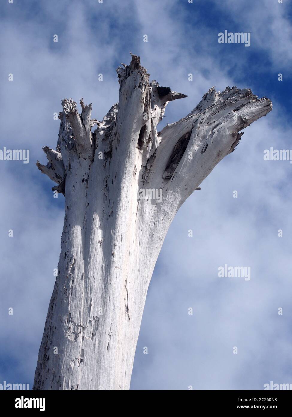 Inverted tree hi-res stock photography and images - Alamy