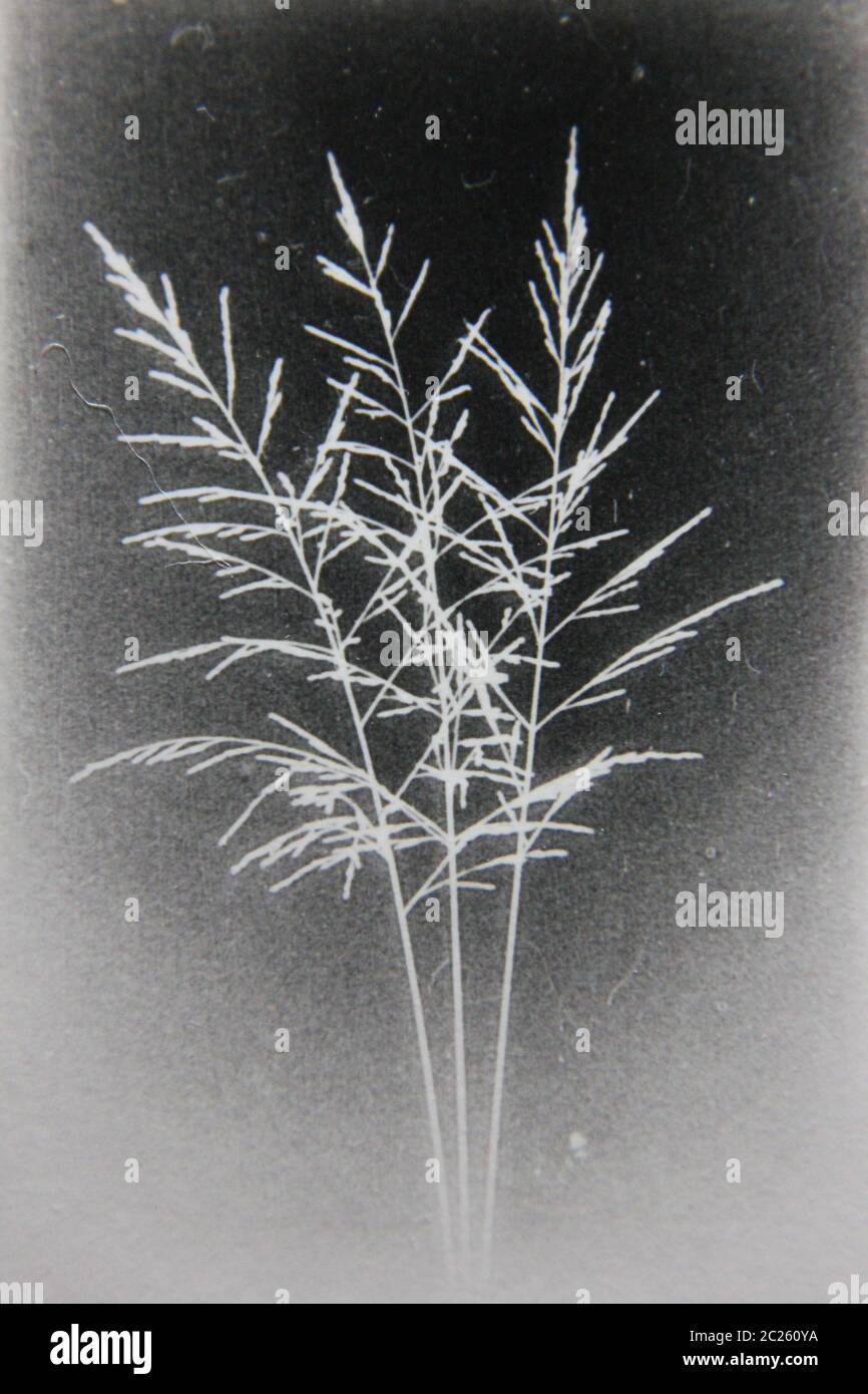 Fine 70s vintage black and white extreme photography of wild fescue ...
