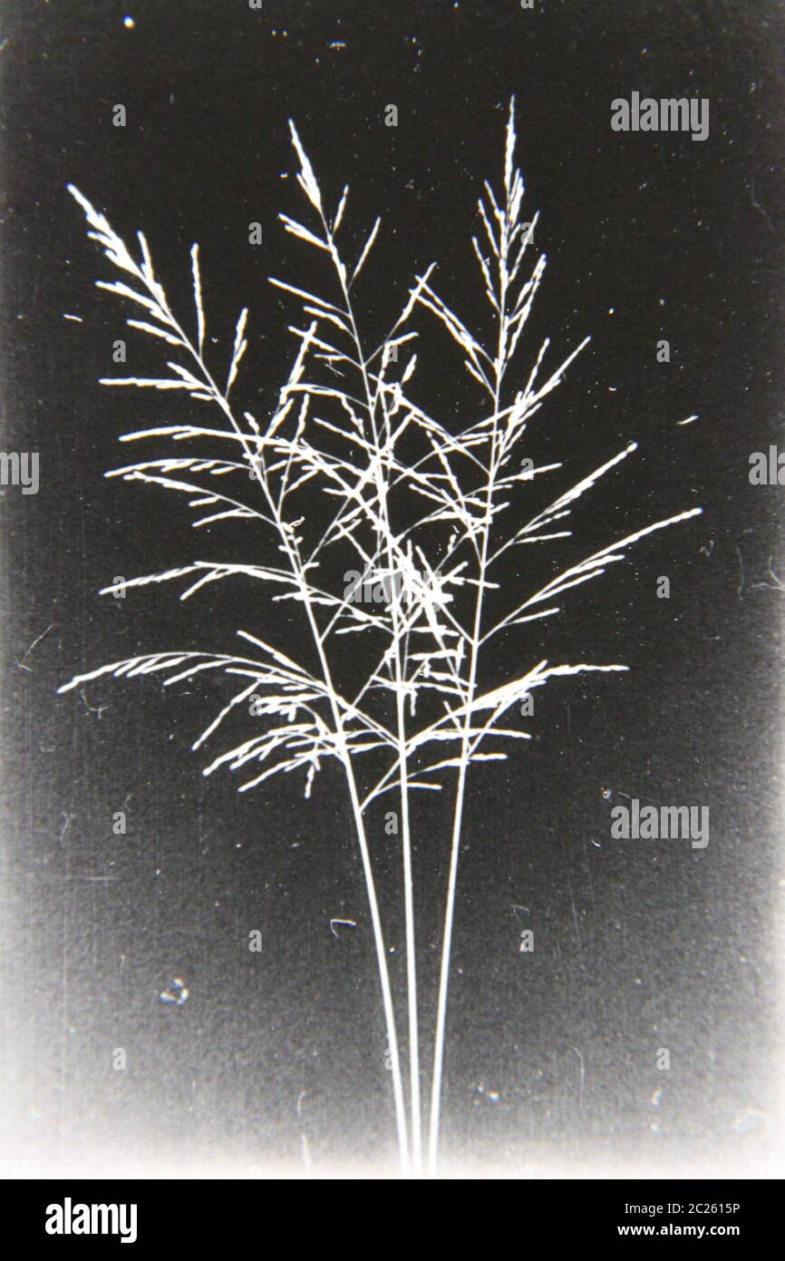 Fine 70s vintage black and white extreme photography of wild fescue ...