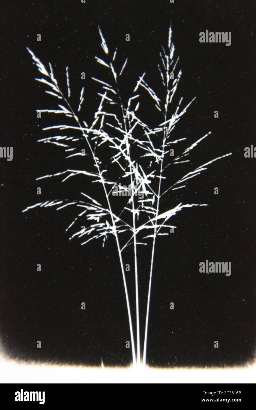 Fine 70s vintage black and white extreme photography of wild fescue ...