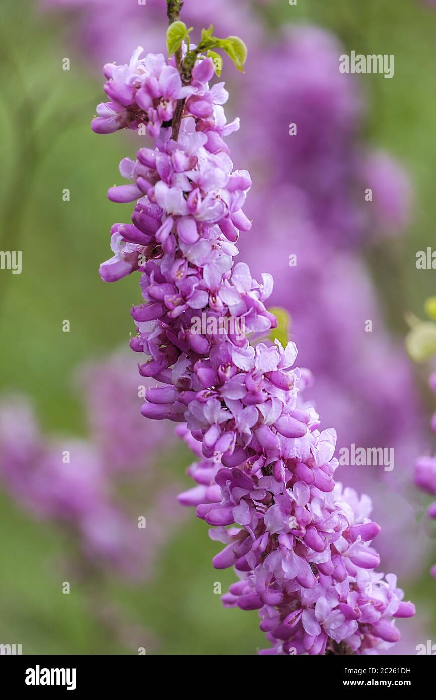 Common judas tree hi-res stock photography and images - Alamy