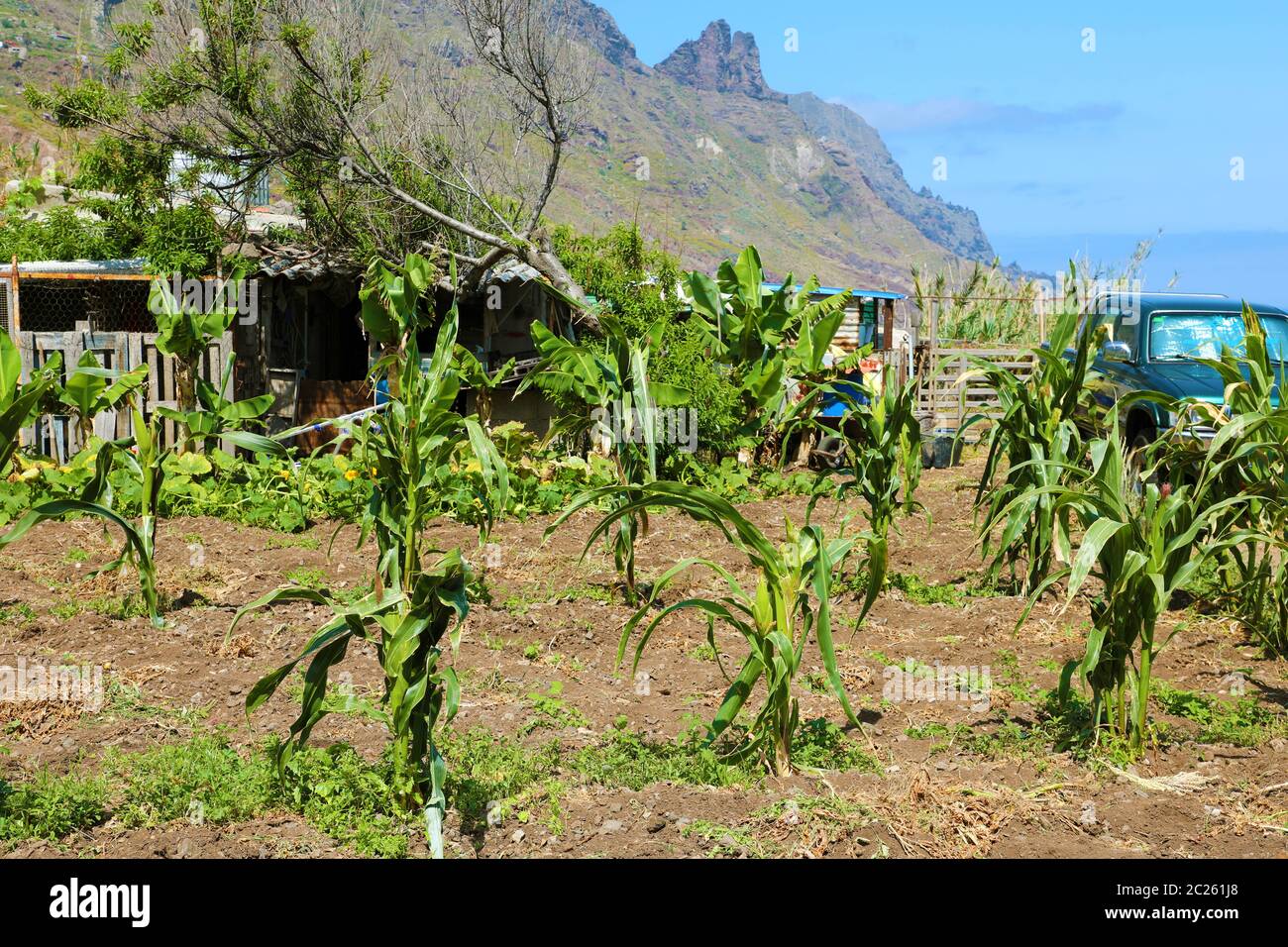 Corn plantations hi-res stock photography and images - Alamy