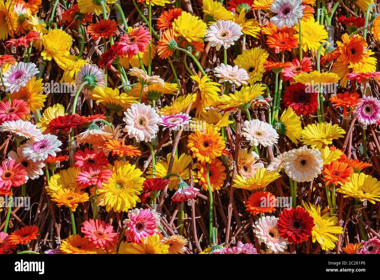Gerbera flowers background Stock Photo - Alamy