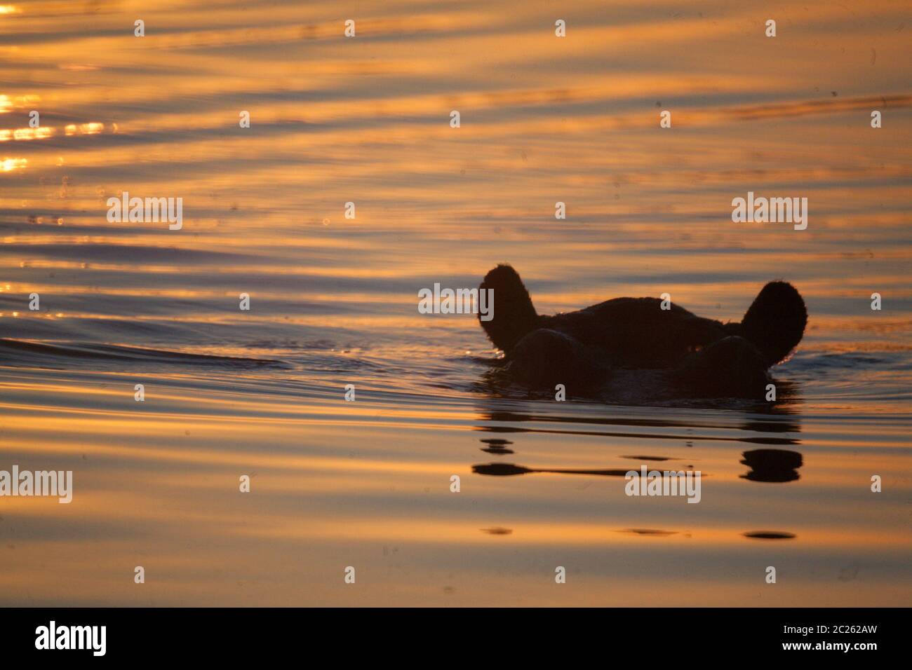 Hyppo in Botswana Stock Photo - Alamy