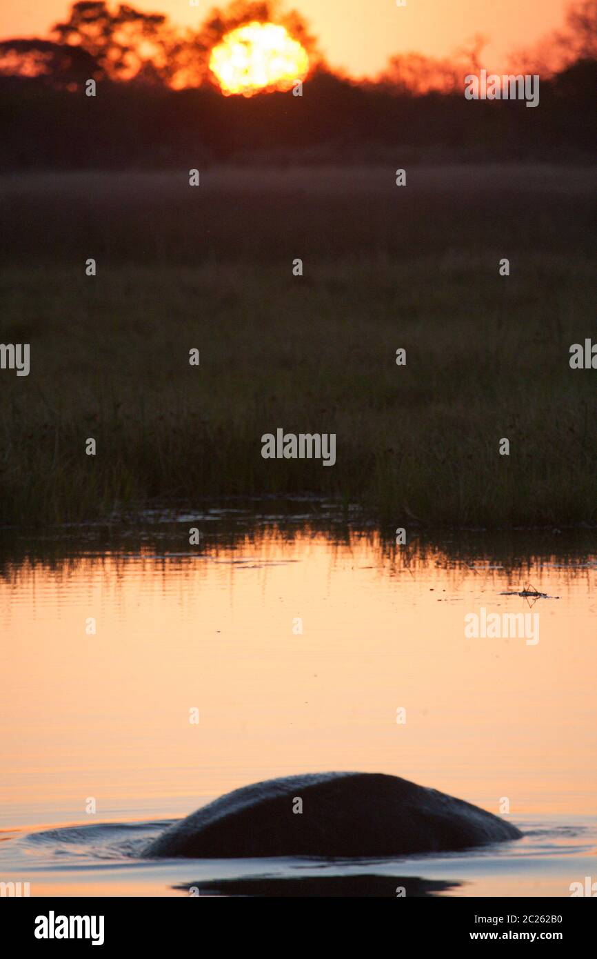 Hyppo in Botswana Stock Photo - Alamy