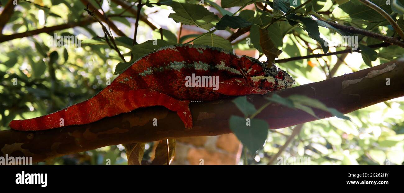 Calumma furcifer hi-res stock photography and images - Alamy