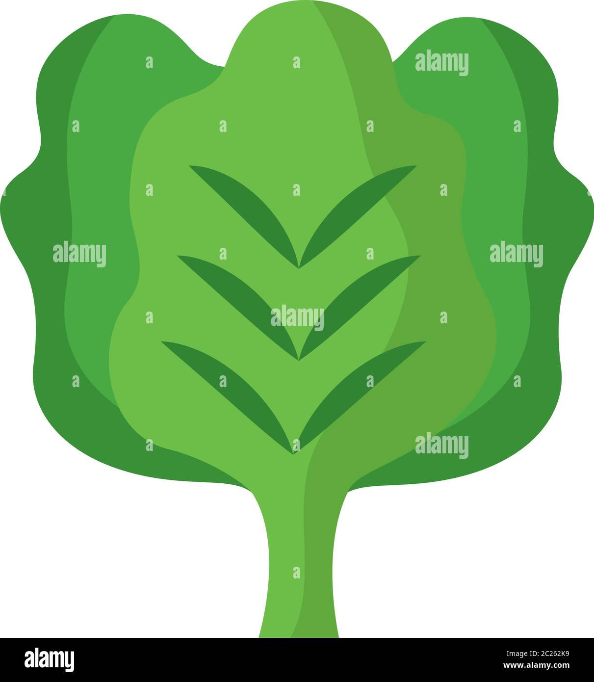 lettuce design, Vegetable organic food healthy fresh natural and market ...