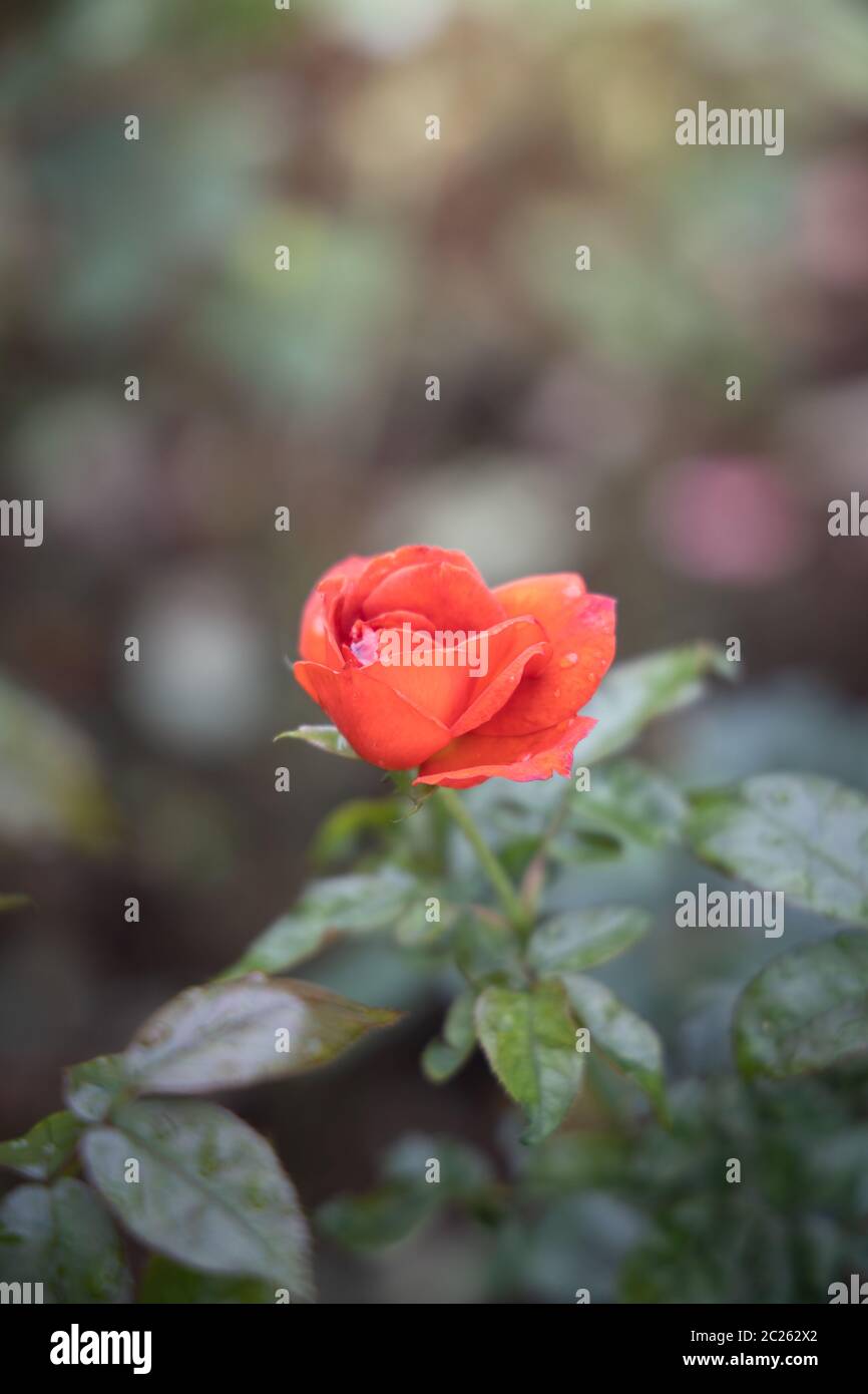 Roses in the garden, Roses are beautiful with a beautiful sunny day ...