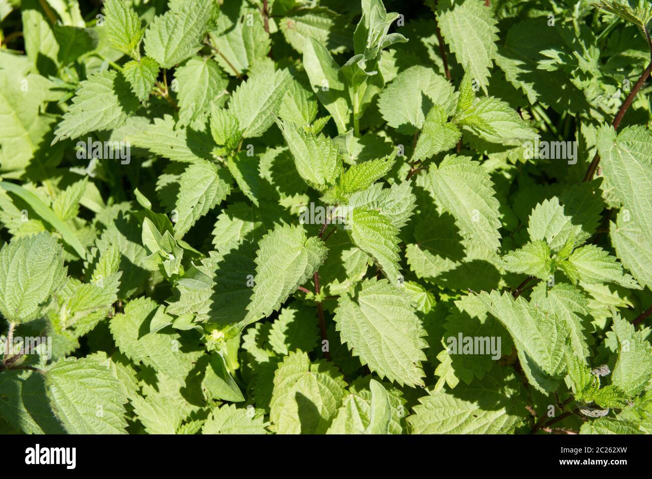 Nettle field hi-res stock photography and images - Alamy