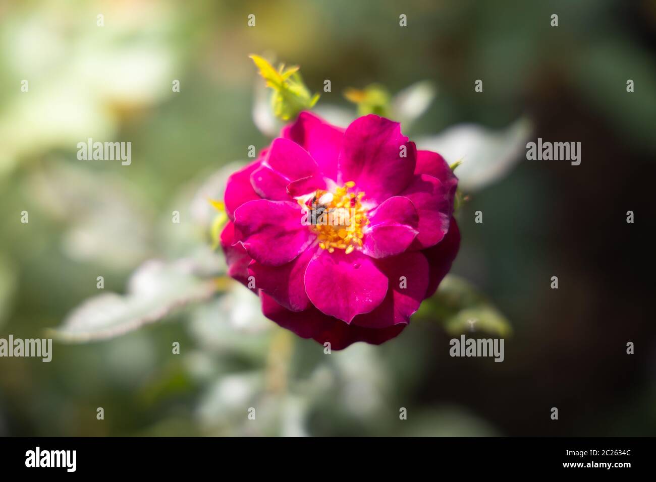 Roses in the garden, Roses are beautiful with a beautiful sunny day ...