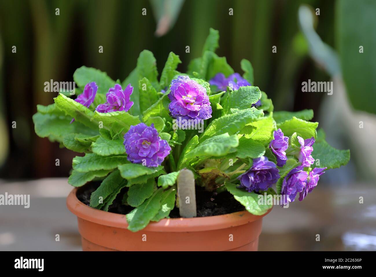 Primulaceae High Resolution Stock Photography and Images - Alamy