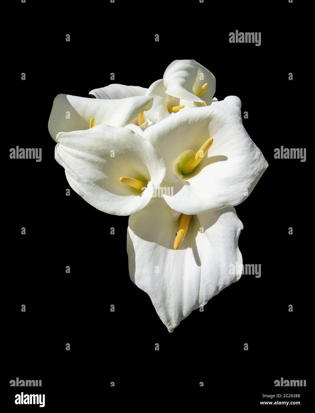 Beautiful bouquet of white callas on a black background horizontal ...