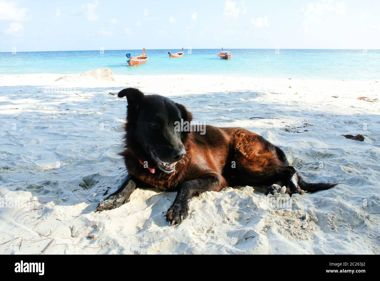 Old black dog hi-res stock photography and images - Alamy