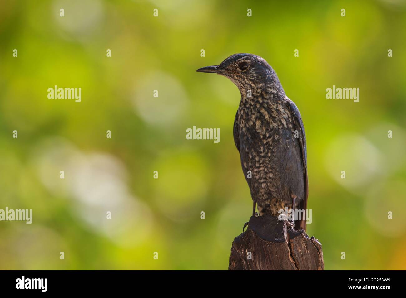 Blue rock thrush bird hi-res stock photography and images - Alamy