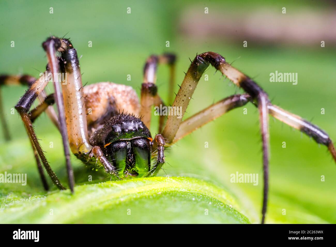 Super insect hi-res stock photography and images - Alamy