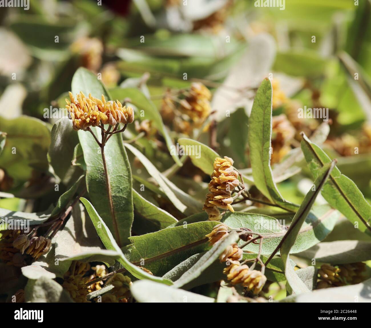 Lime flower tea hi-res stock photography and images - Alamy