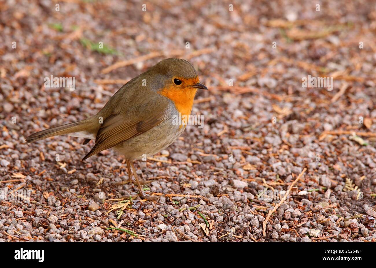 Red throat Erithacus rubecula Stock Photo - Alamy