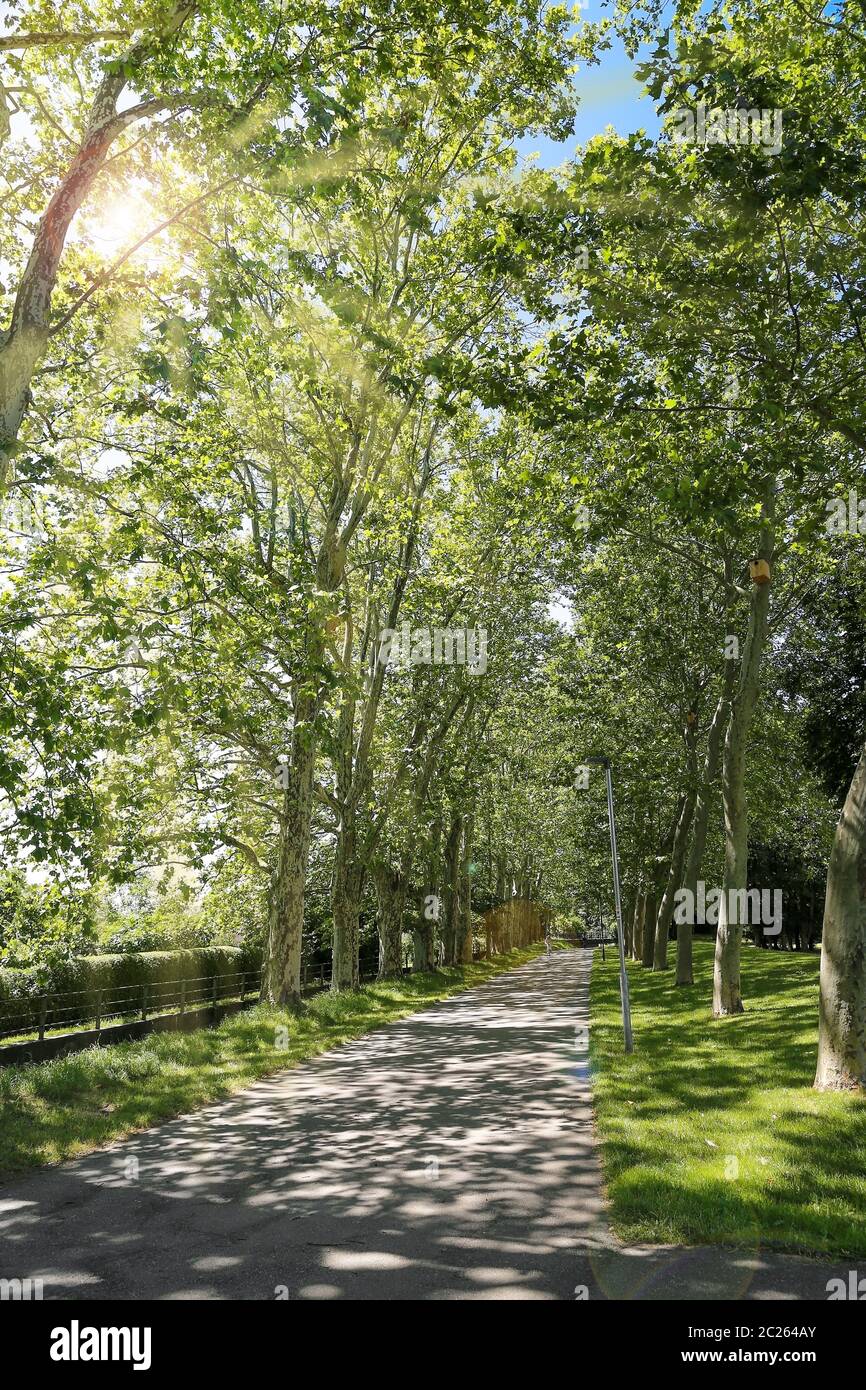 Beautiful plane tree hi-res stock photography and images - Alamy