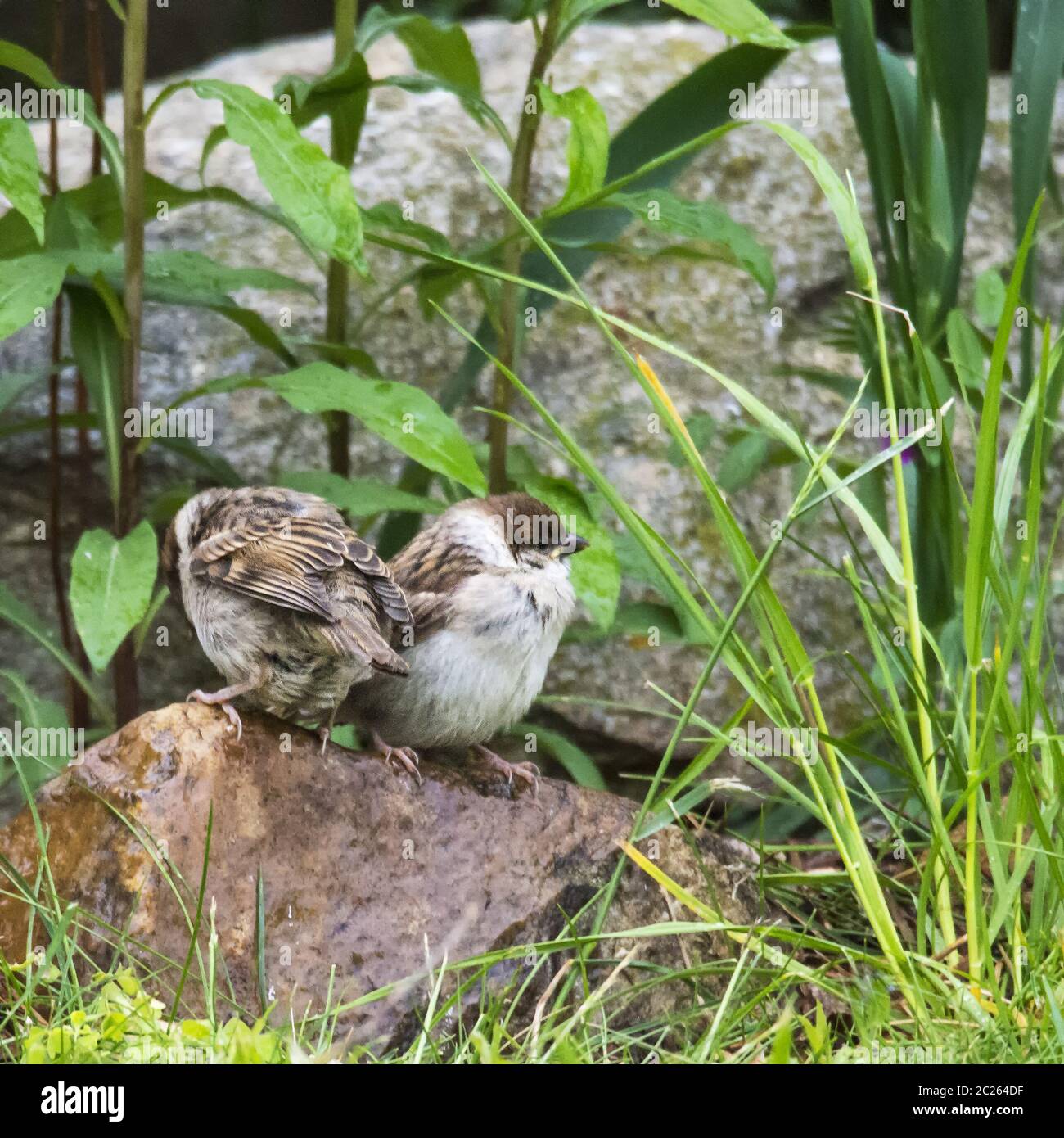 Young tree sparrows hi-res stock photography and images - Alamy