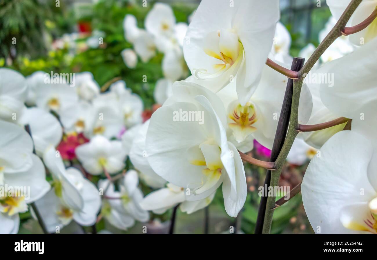 full frame picture showing mostly white orchid flowers Stock Photo - Alamy