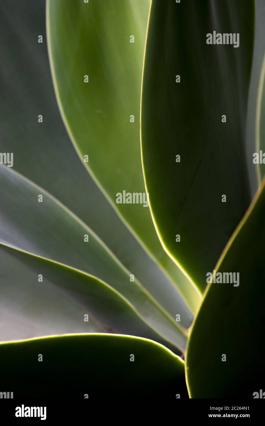 Backlight design hi-res stock photography and images - Alamy