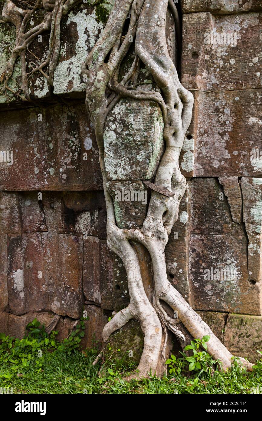 Cambodian Temples And Tree Roots High Resolution Stock Photography and ...