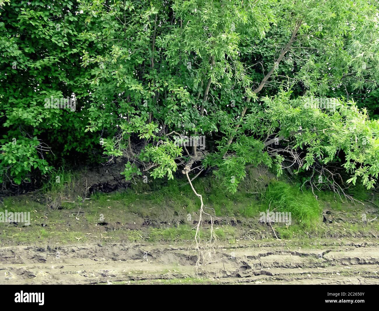 River bank. Trees on the river bank Stock Photo - Alamy