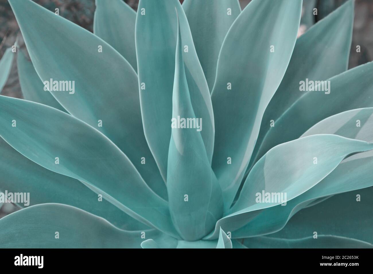 Agave azul hi-res stock photography and images - Alamy