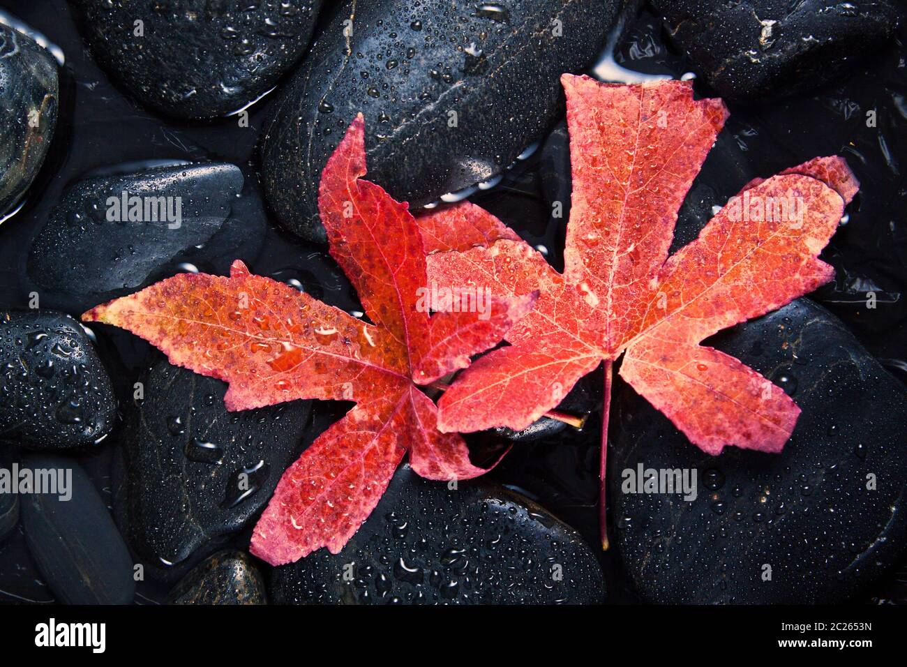 Wet autumn leaves on pebble hi-res stock photography and images - Alamy