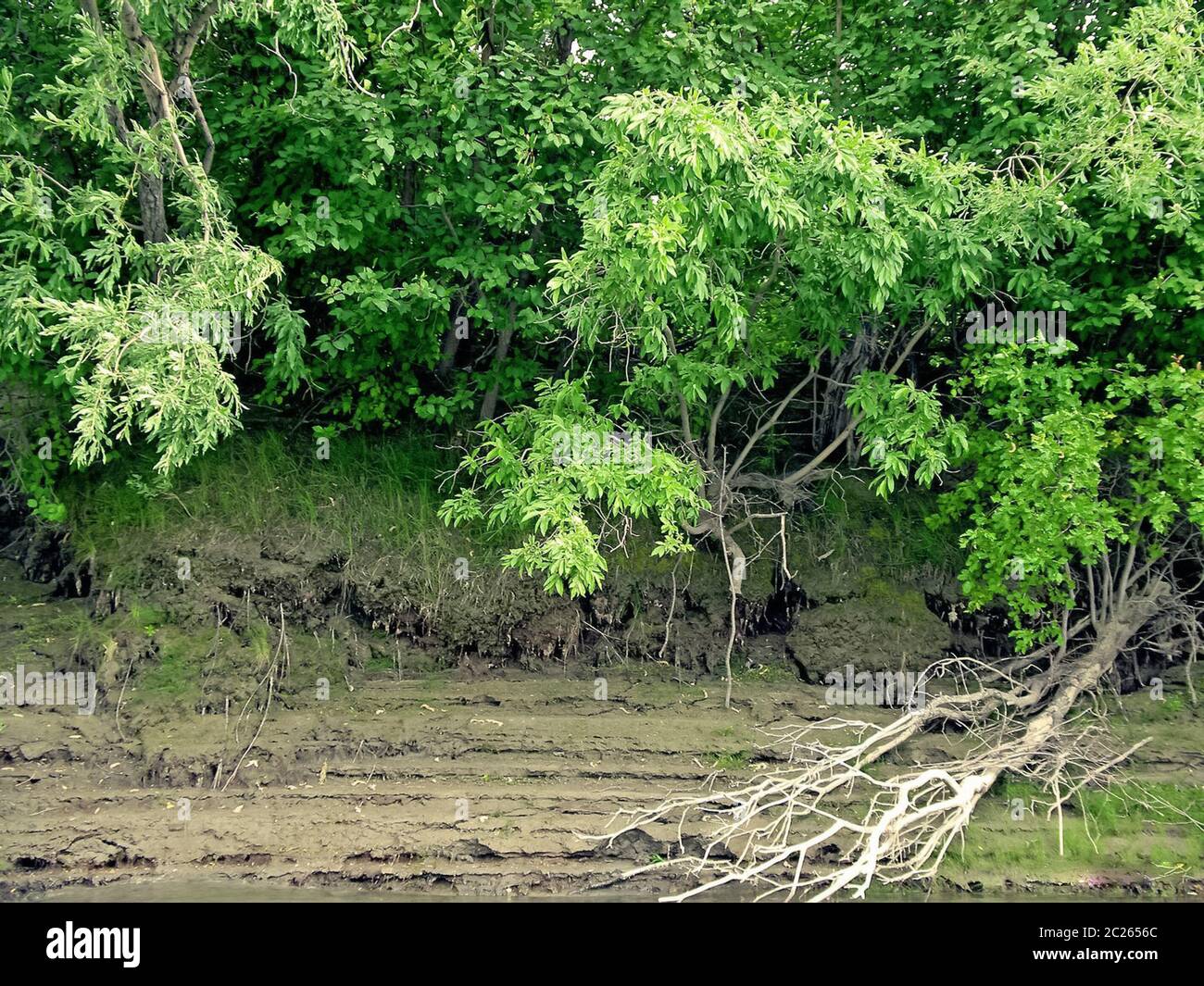 River bank. Trees on the river bank Stock Photo - Alamy