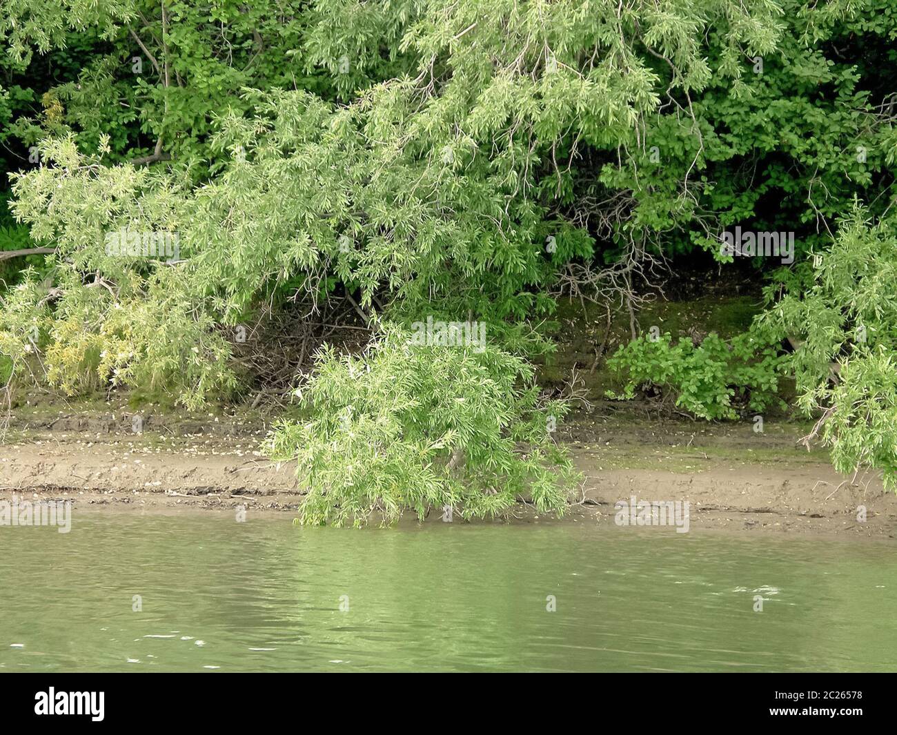 River bank. Trees on the river bank Stock Photo - Alamy